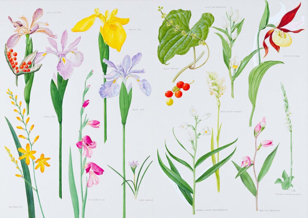Garrard, Ian (1927 – 1985) – ‘Iridaceae / Dioscoreacea / Orchidaceae ...