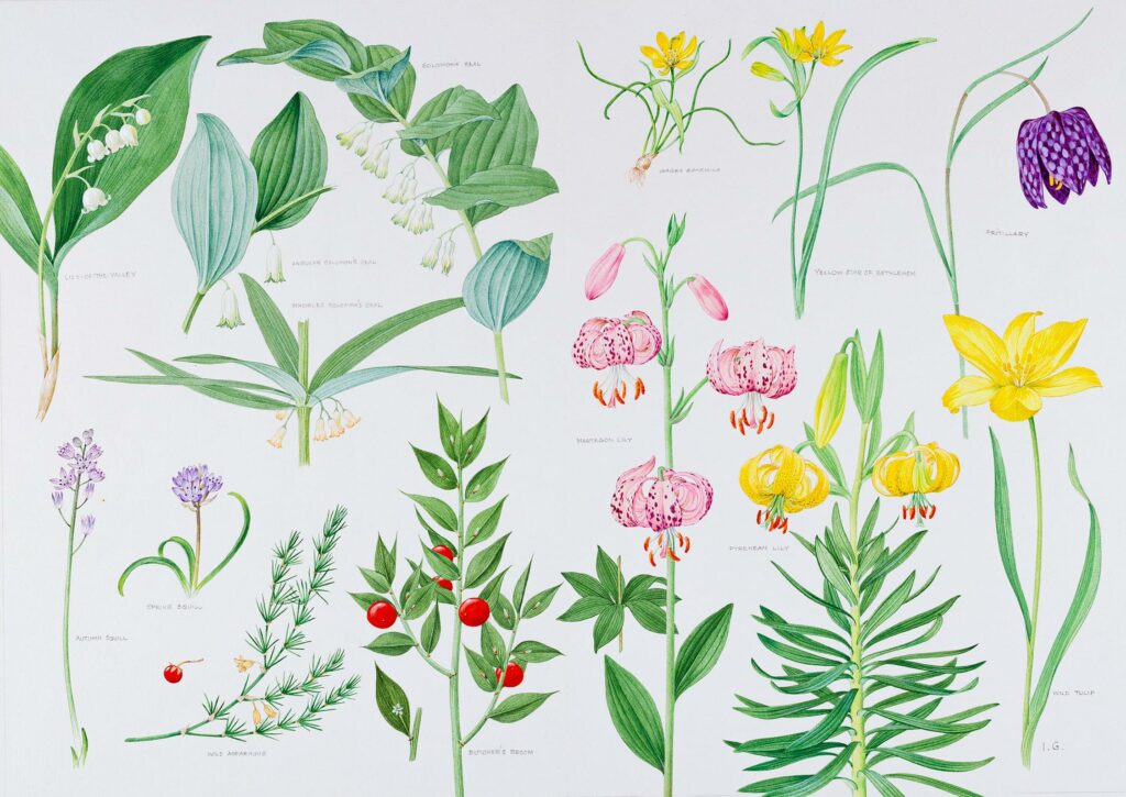 Garrard, Ian (1927 – 1985) – ‘Liliaceae’. | ABBOTT and HOLDER