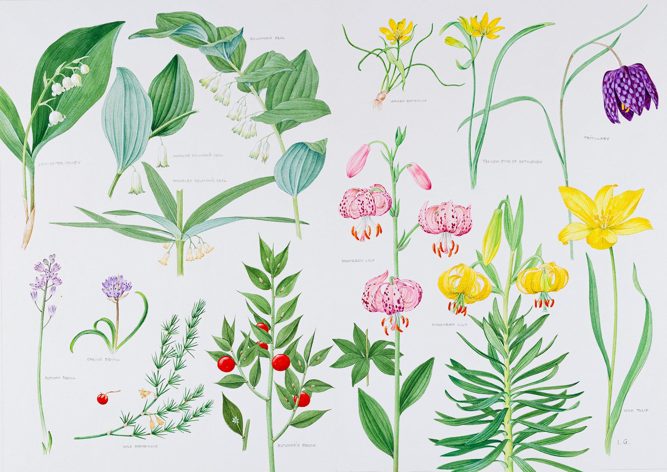 Garrard, Ian (1927 – 1985) – ‘Liliaceae’. | ABBOTT and HOLDER