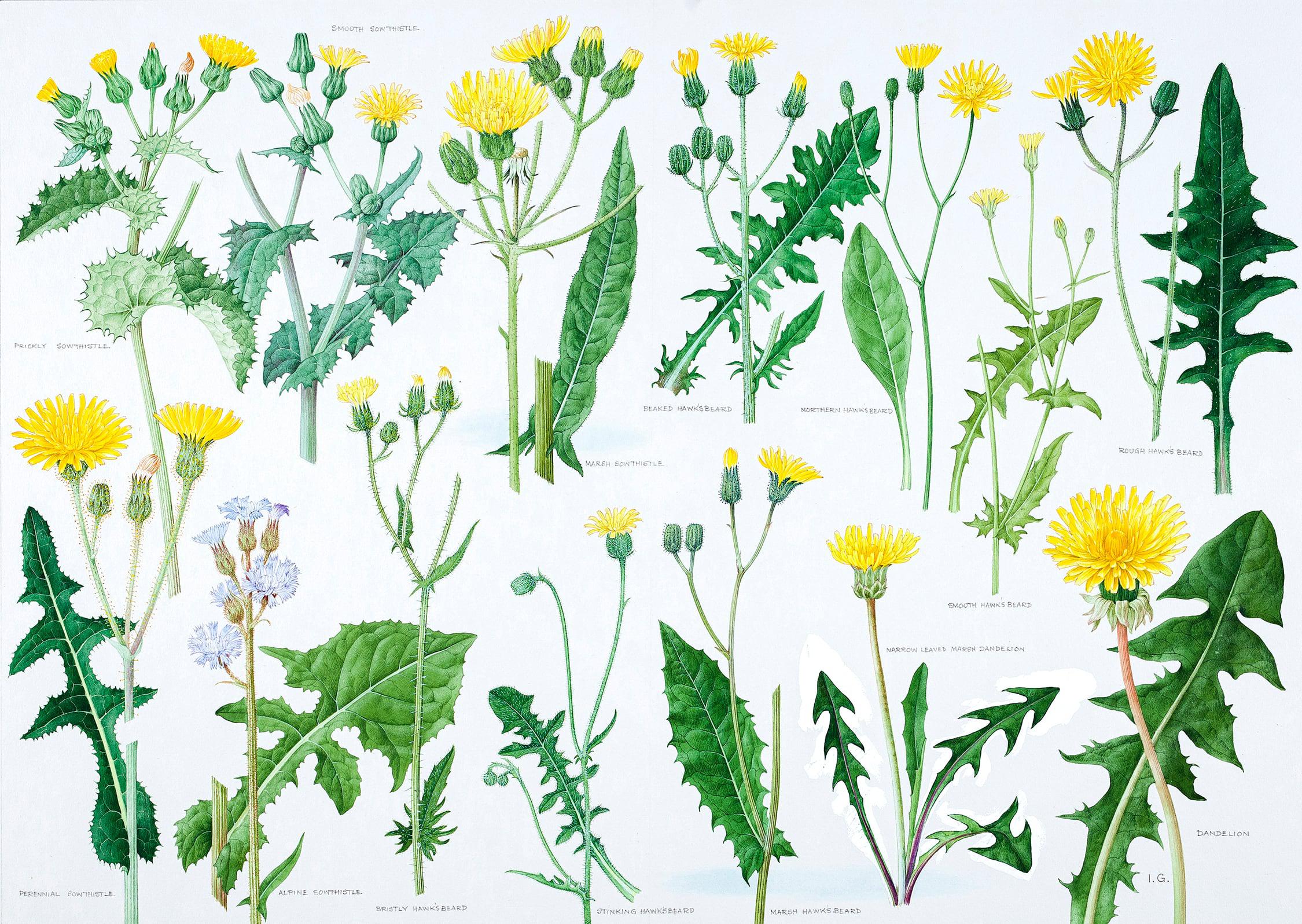 Garrard, Ian (1927 – 1985) – ‘Compositae’. | ABBOTT and HOLDER