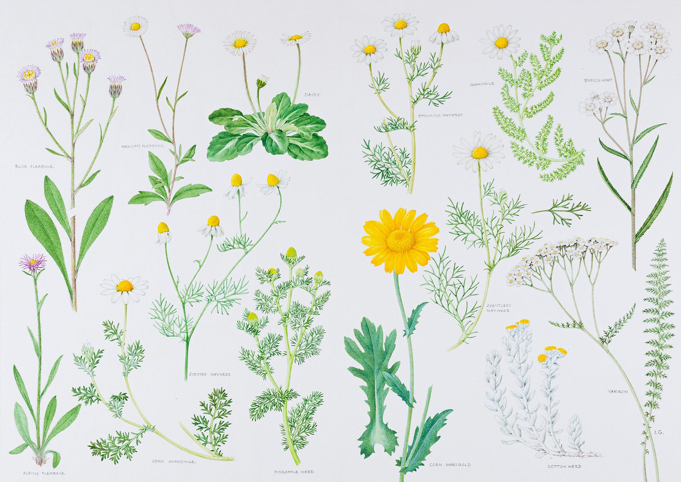 Garrard, Ian (1927 – 1985) – ‘Compositae’. | ABBOTT and HOLDER