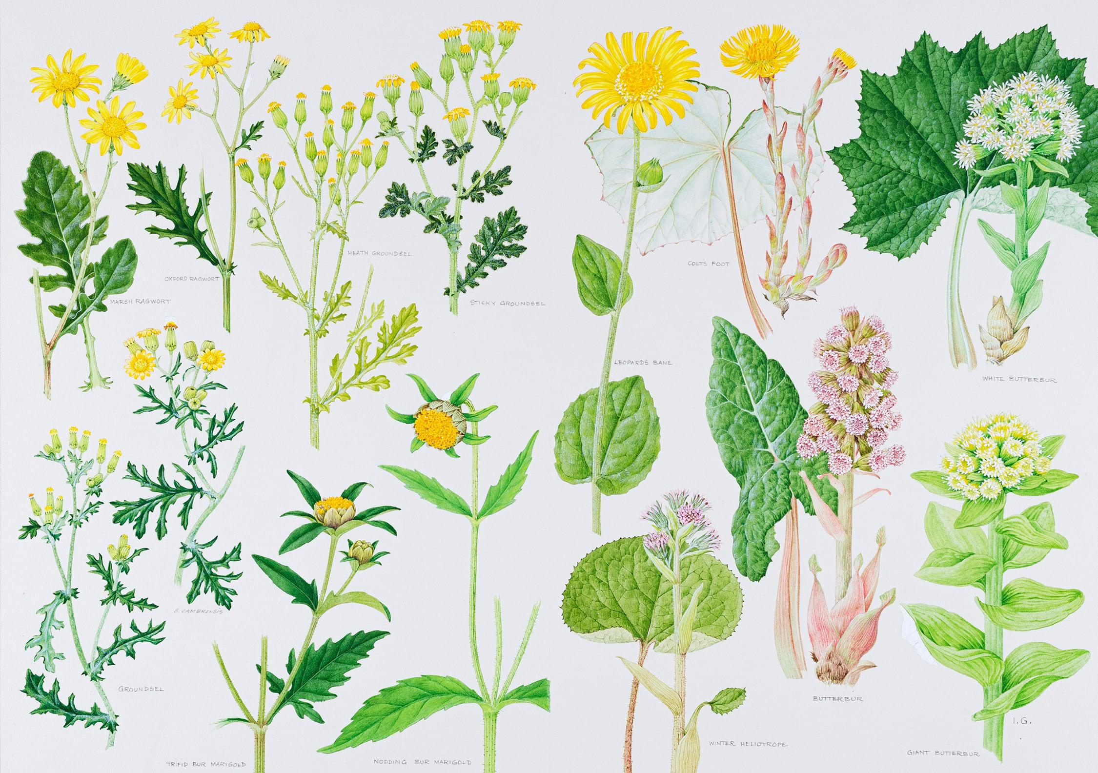 Garrard, Ian (1927 – 1985) – ‘Compositae’. | ABBOTT and HOLDER