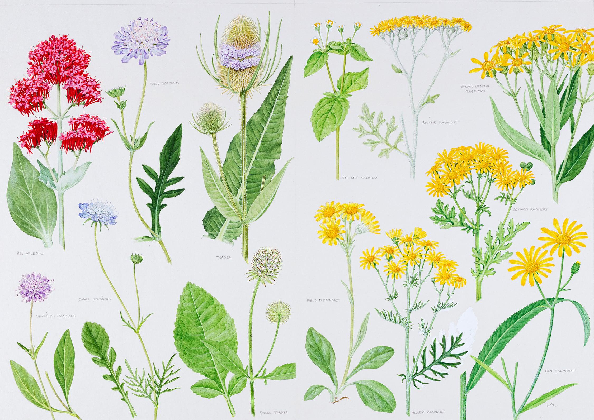 Garrard, Ian (1927 – 1985) – ‘Valarianaceae / Dipsacaceae / Composithe ...