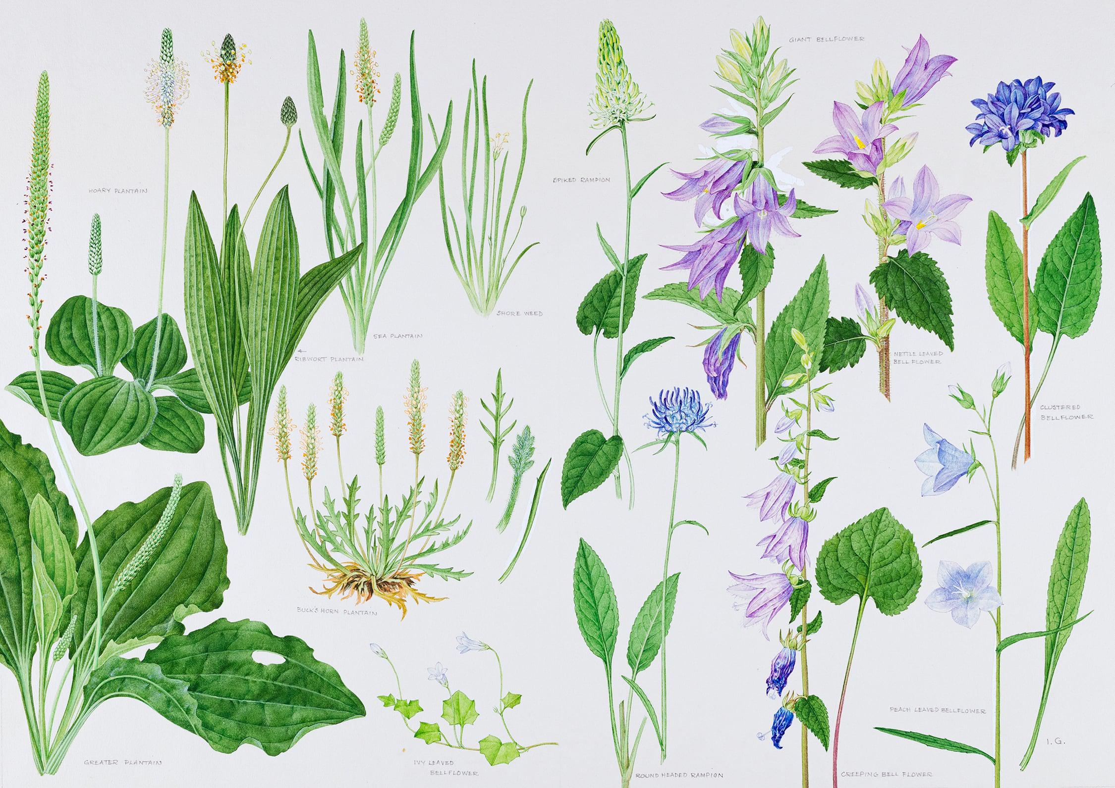 Garrard, Ian (1927 – 1985) – ‘Plantaginacea’. | ABBOTT and HOLDER