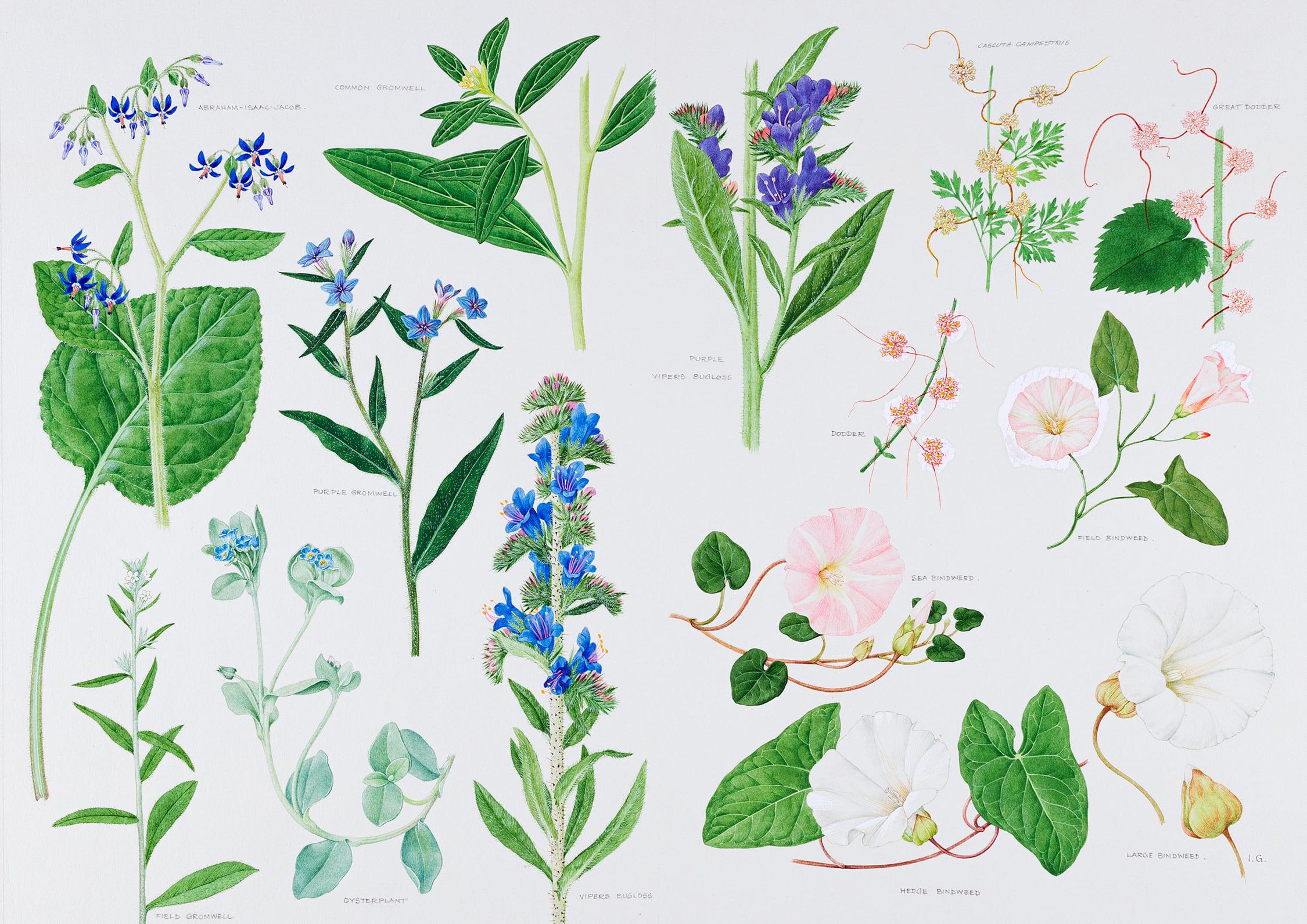 Garrard, Ian (1927 – 1985) – ‘Boraginaceae / Convolvulaceae’. | ABBOTT ...