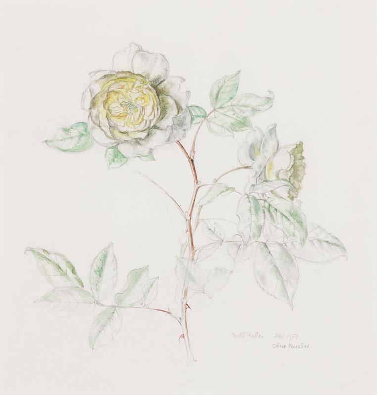 Hutton, Dorothy (1889 – 1984) – ‘Celine Forestier’. | ABBOTT and HOLDER