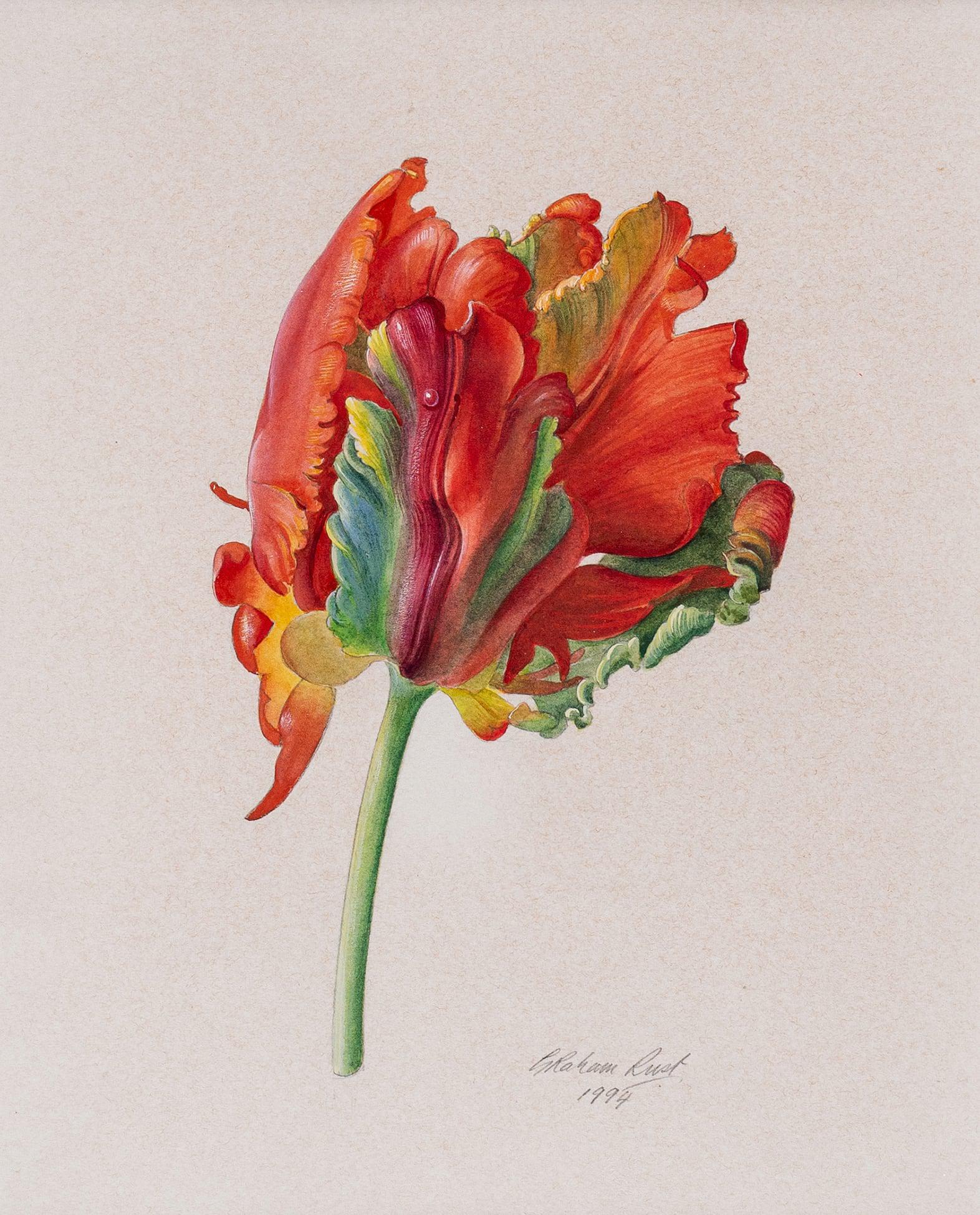 Rust, Graham (born 1942) – Parrot Tulip. | ABBOTT and HOLDER