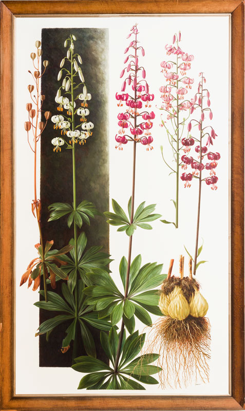 BOOTH Raymond (1929-2015) – ‘Lilium Martagon’. | ABBOTT and HOLDER