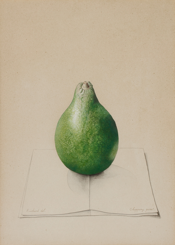 CHOPPING Richard (1917-2008) – ‘Avocado Pear I’. | ABBOTT and HOLDER