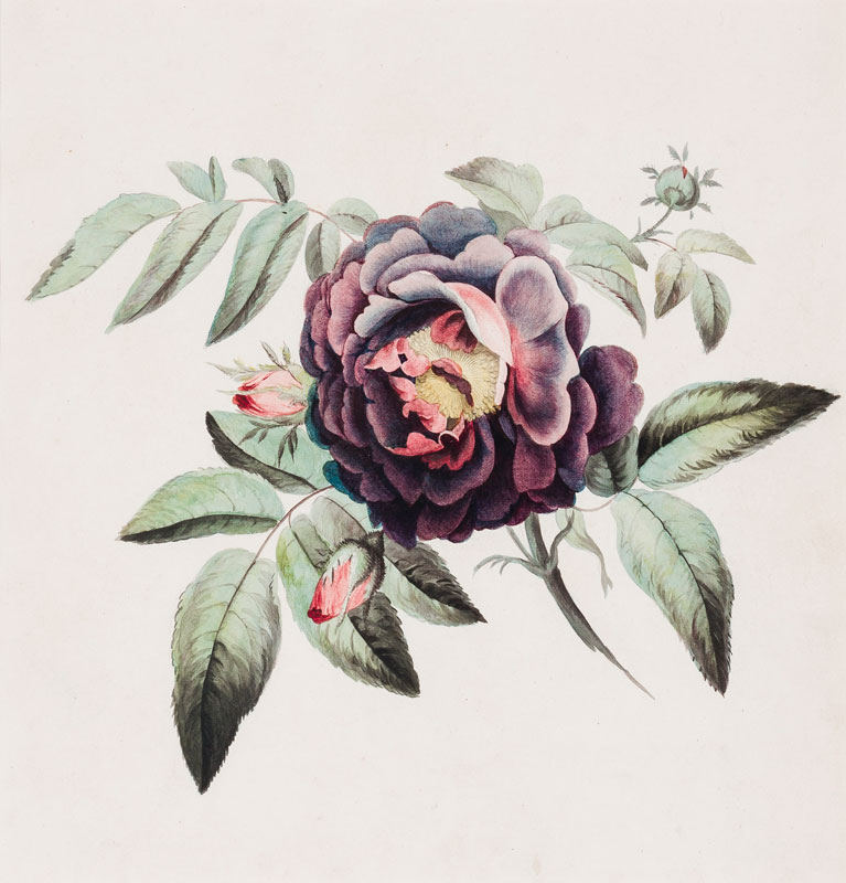 KEYS John (1798-1825) – A Shrub Rose. | ABBOTT and HOLDER