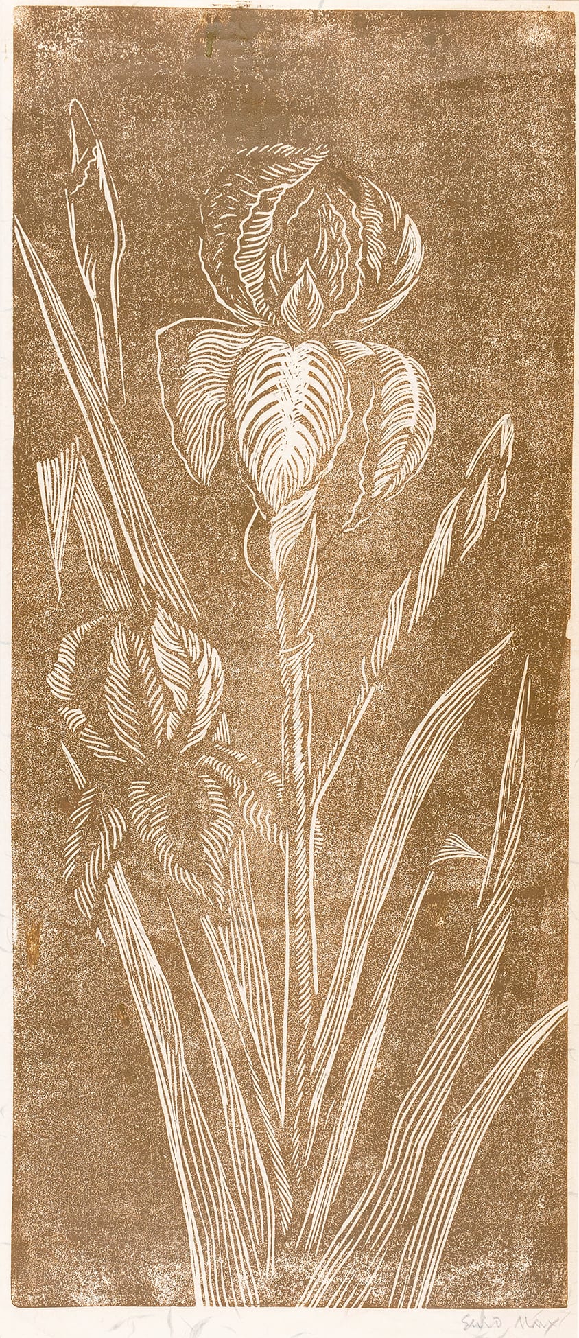 MARX Enid R.D.I. (1902-1998) – Iris. | ABBOTT and HOLDER