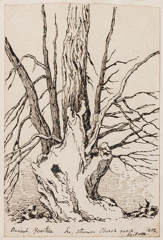 NIBBS Richard Henry (1816-1893) – ‘Ancient Yew-tree. | ABBOTT and HOLDER