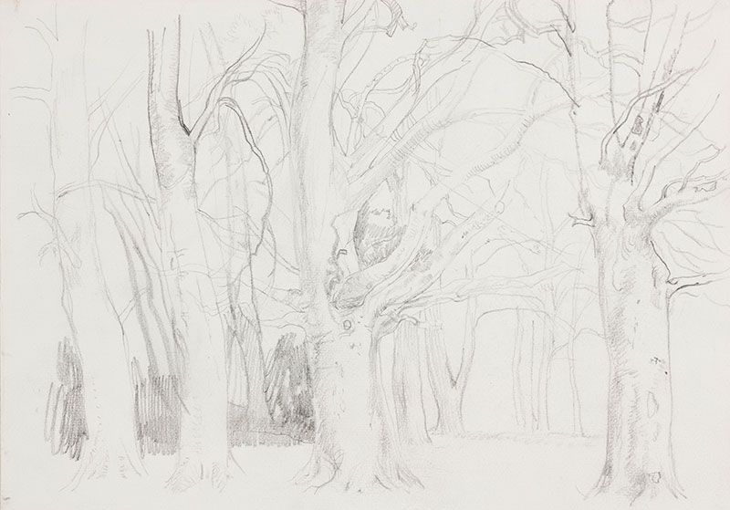 SHEPARD Ernest Howard M.C. (1879-1976) – Study of trees. | ABBOTT and ...