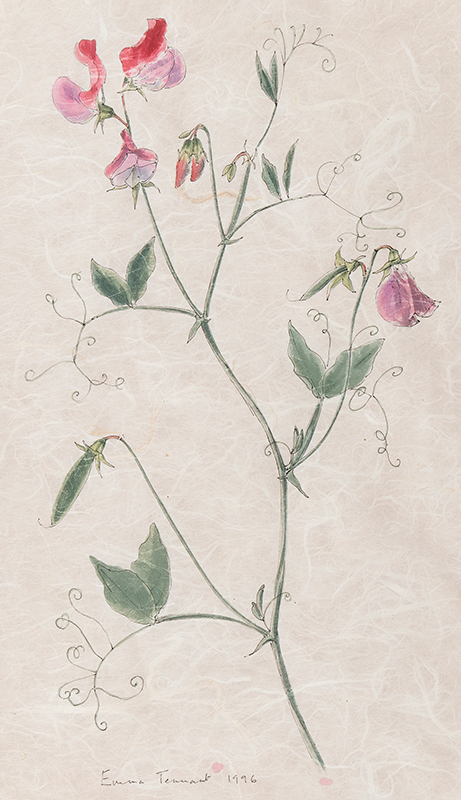 TENNANT Lady Emma (b.1943) – ‘Sweet Peas II’. | ABBOTT and HOLDER