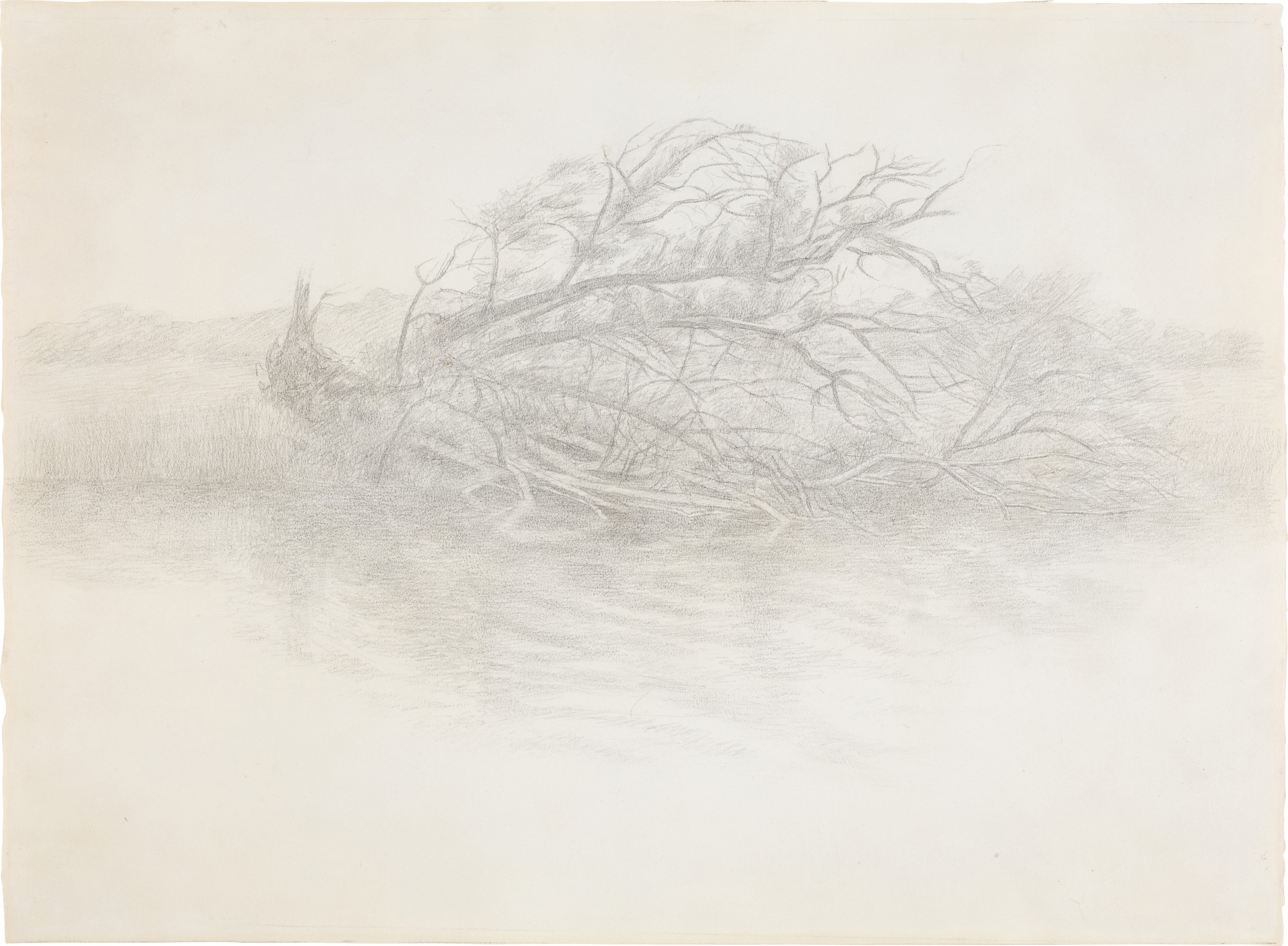 Vellacott, Elizabeth (1905 – 2002) – Fallen Tree. | ABBOTT and HOLDER