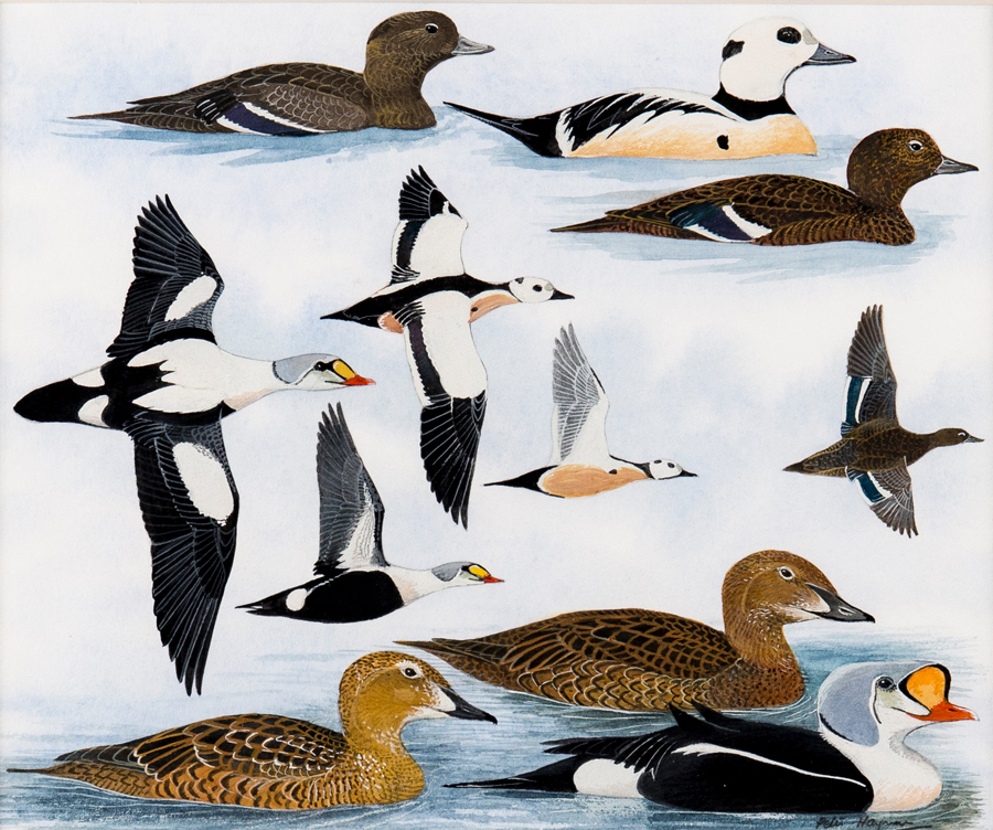 Hayman S.W.L.A., Peter (born 1930) – P.063 (b) Steller’s Eider and King ...