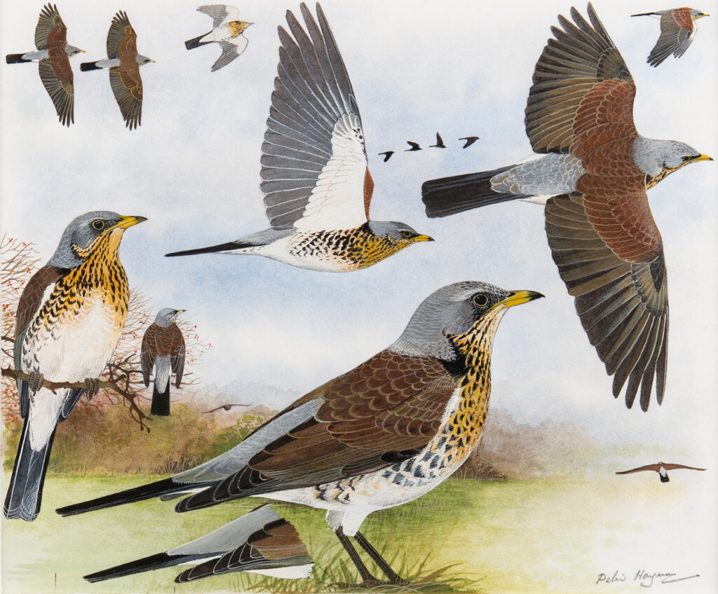Hayman S.W.L.A., Peter (born 1930) – P.209 ‘Fieldfare, Turdus pilaris ...