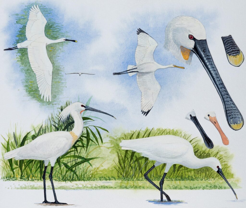 Hayman S.W.L.A., Peter (from 1930) – P.035 (b) Spoonbill. | ABBOTT and ...