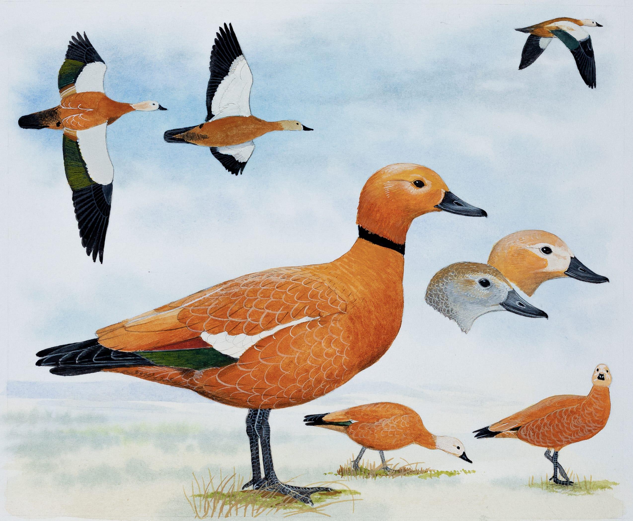 Hayman S.W.L.A., Peter (born 1930) – P.048 (b) Ruddy Shelduck | ABBOTT ...