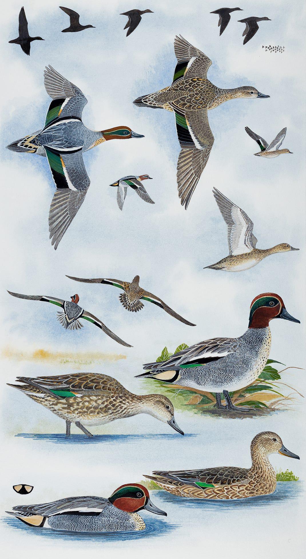 Hayman S.W.L.A., Peter (born 1930) – P.054 ‘Teal’. | ABBOTT and HOLDER