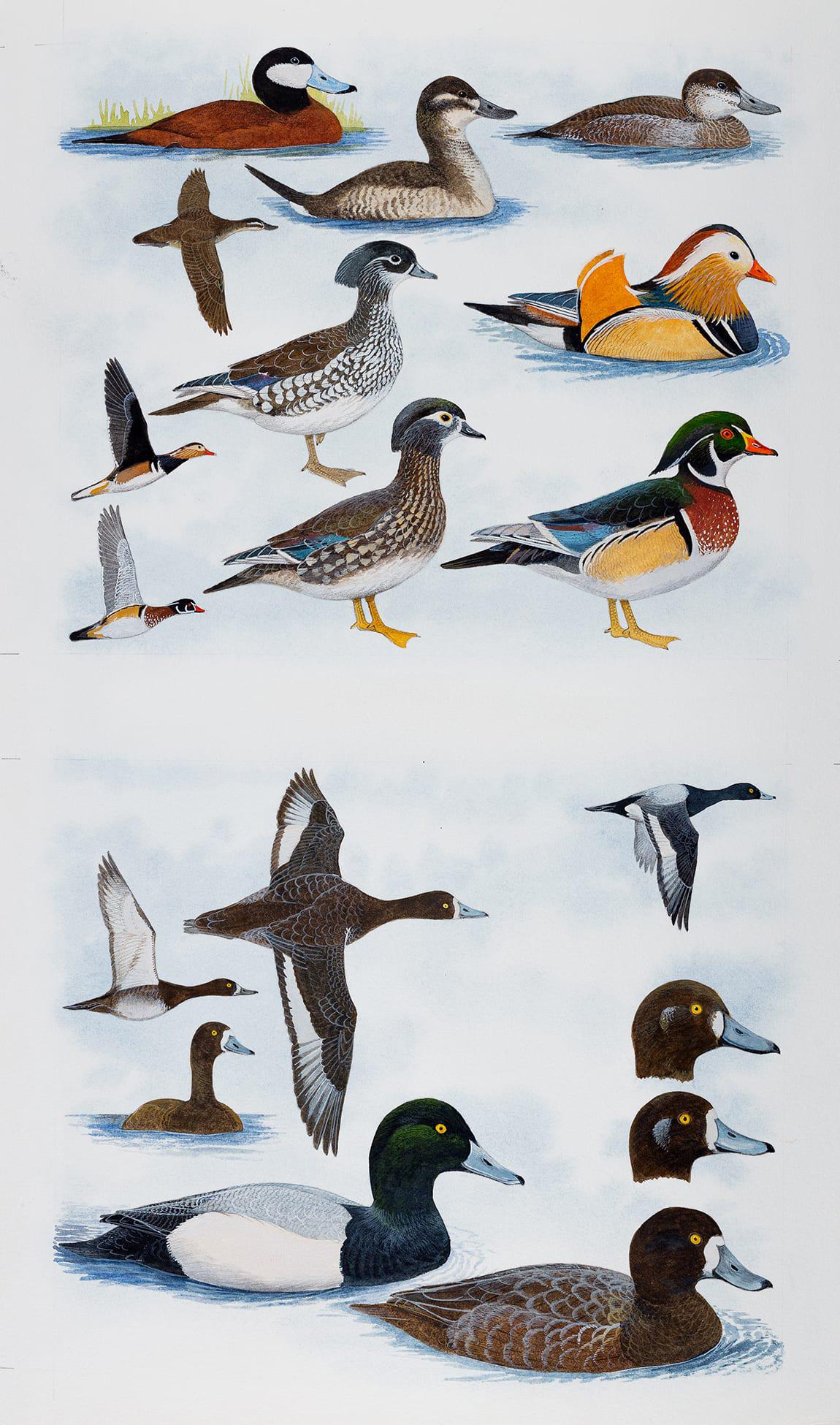Hayman S.W.L.A., Peter (born 1930) – P.058 ‘Ruddy Duck’ and ‘Scaup ...