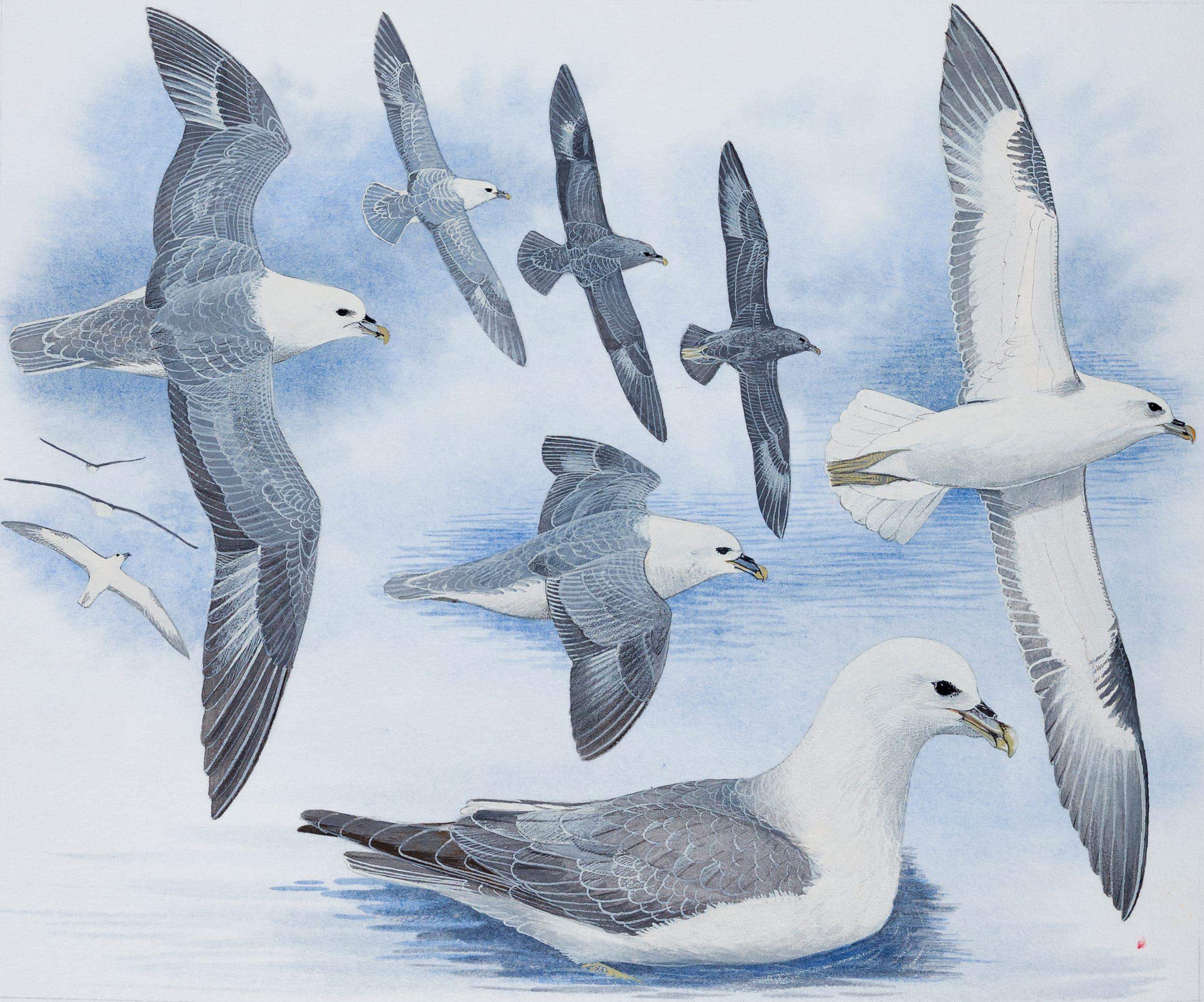 Hayman S.W.L.A., Peter (born 1930) – P.138 (b) Fulmar. | ABBOTT and HOLDER