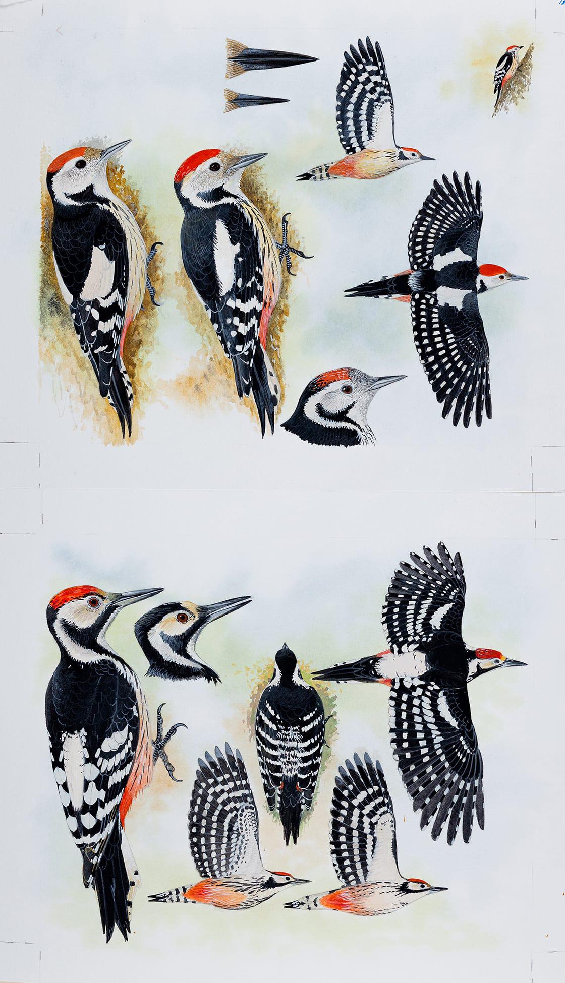 Hayman S.W.L.A., Peter (born 1930) – P.181 ‘Middle-spotted Woodpecker ...
