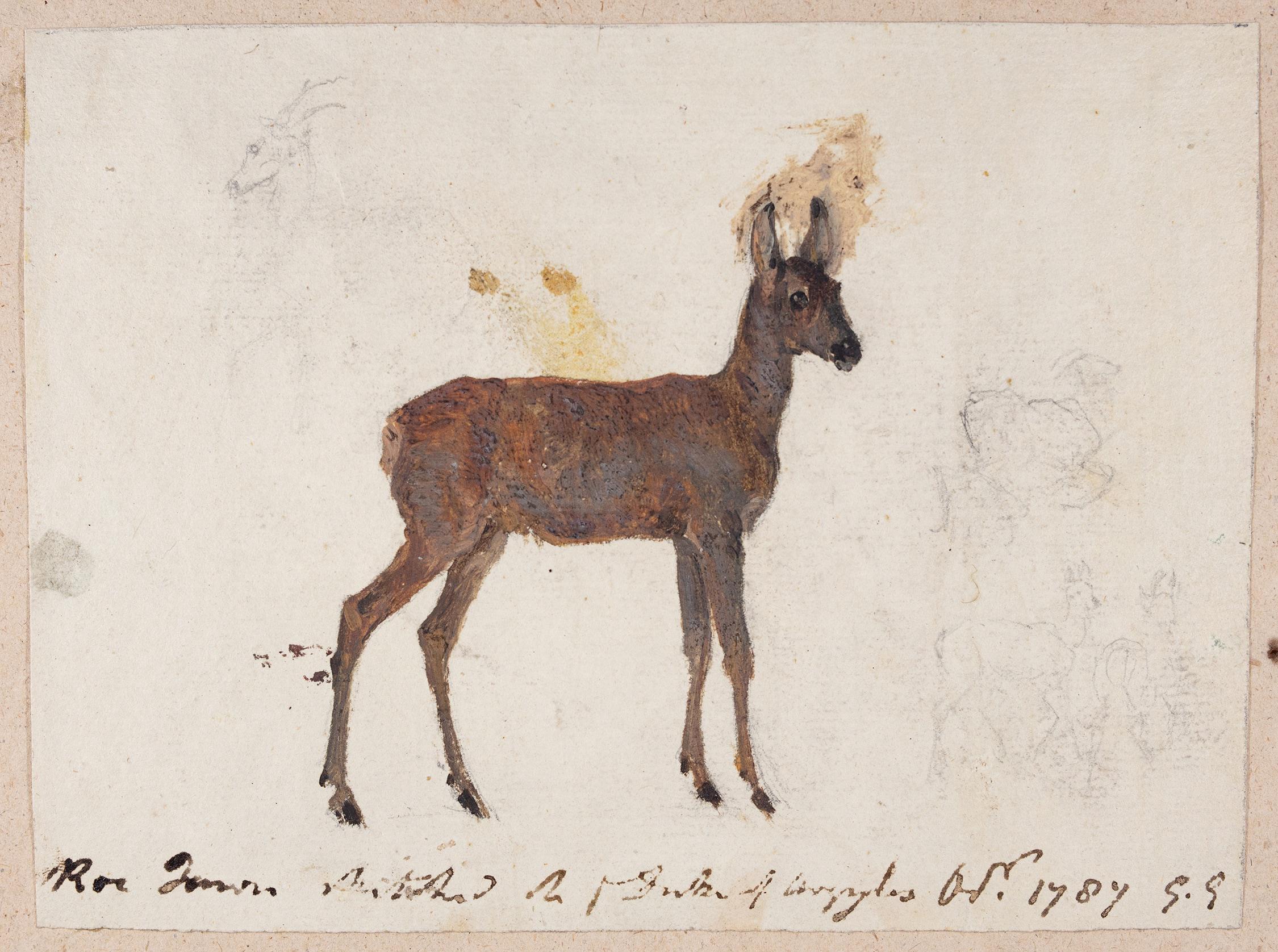 Garrard, George (1760 – 1826) – ‘Roe Fawn Sketched at the Duke of ...