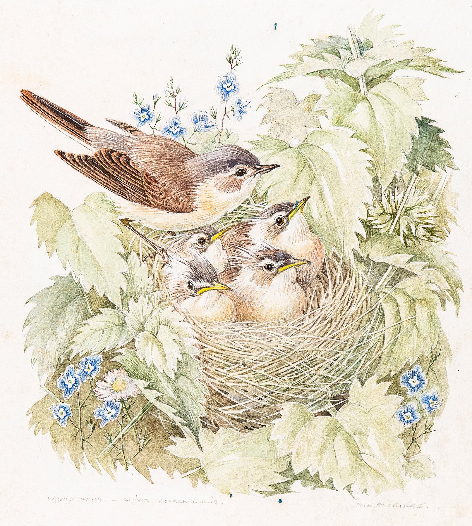 Eldridge R.W.S., Mildred (1909 – 1991) – Whitethroat – Sylvia communis ...