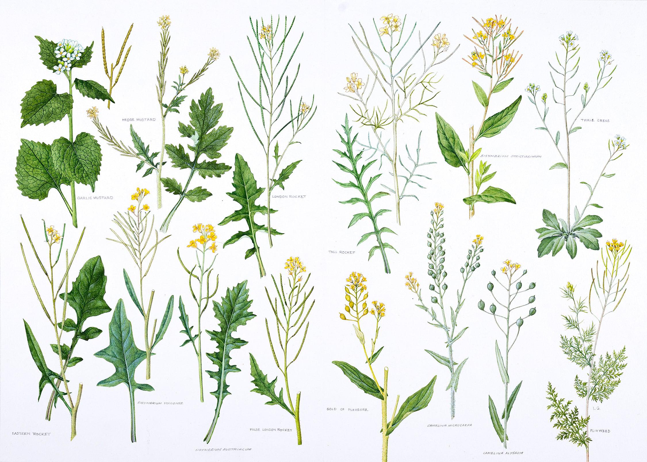 Garrard, Ian (1927 – 1985) – Cruciferae. | ABBOTT and HOLDER