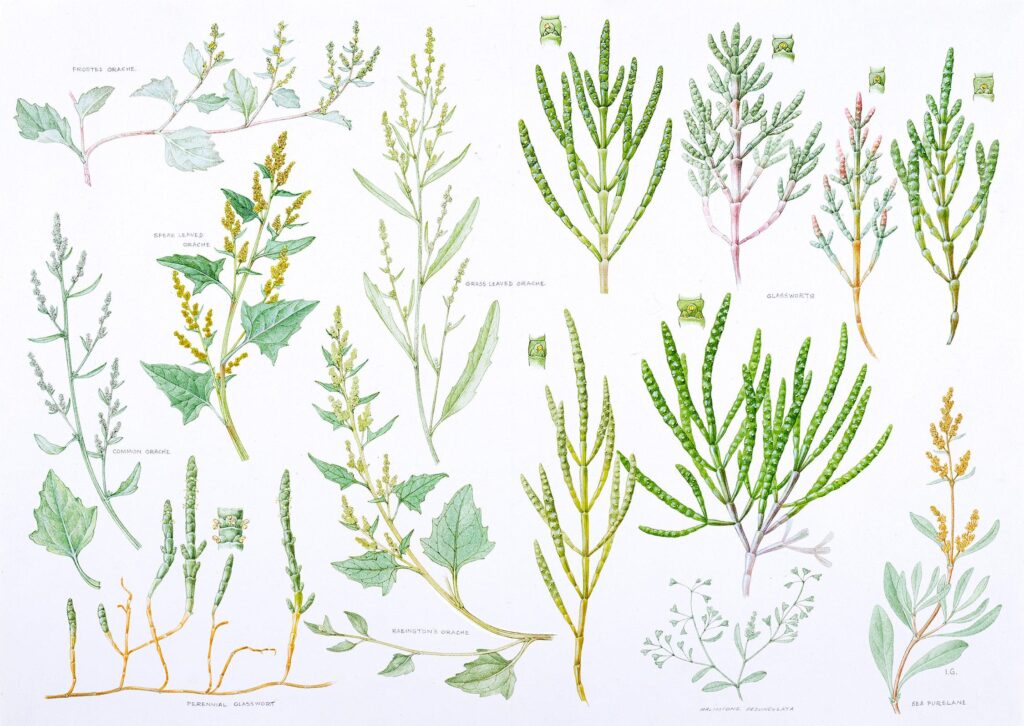 Garrard, Ian (1927 – 1985) – Chenopodiaceae. | ABBOTT and HOLDER