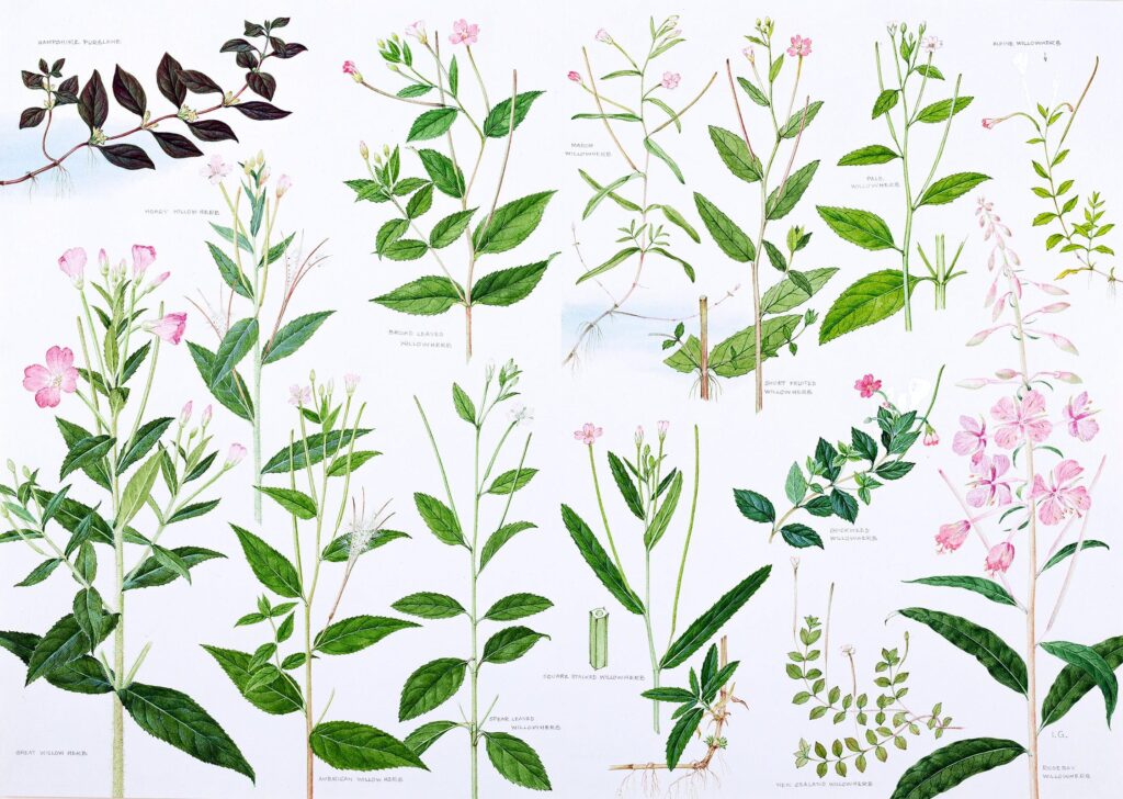 Garrard, Ian (1927 – 1985) – Onagraceae. | ABBOTT and HOLDER