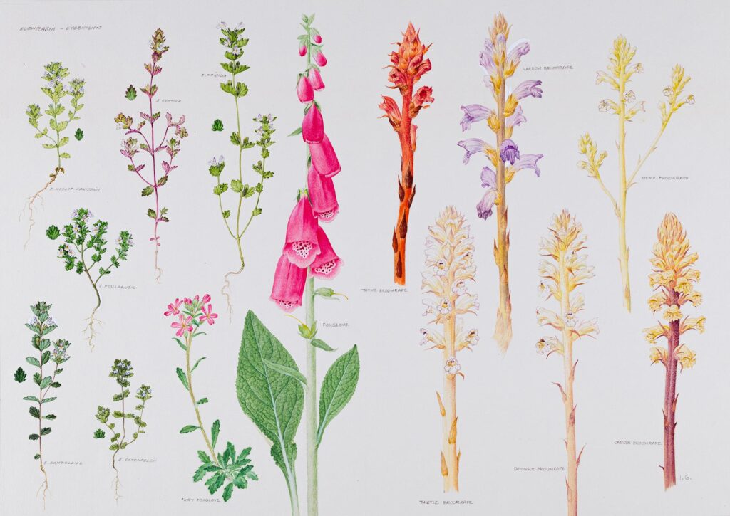 Garrard, Ian (1927 – 1985) – Scrophulariaceae. | ABBOTT and HOLDER