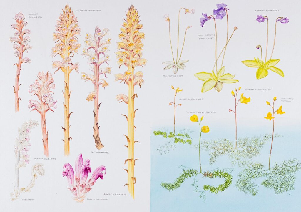Garrard, Ian (1927 – 1985) – Orbanchaceae / Lentibulariaceae. | ABBOTT ...
