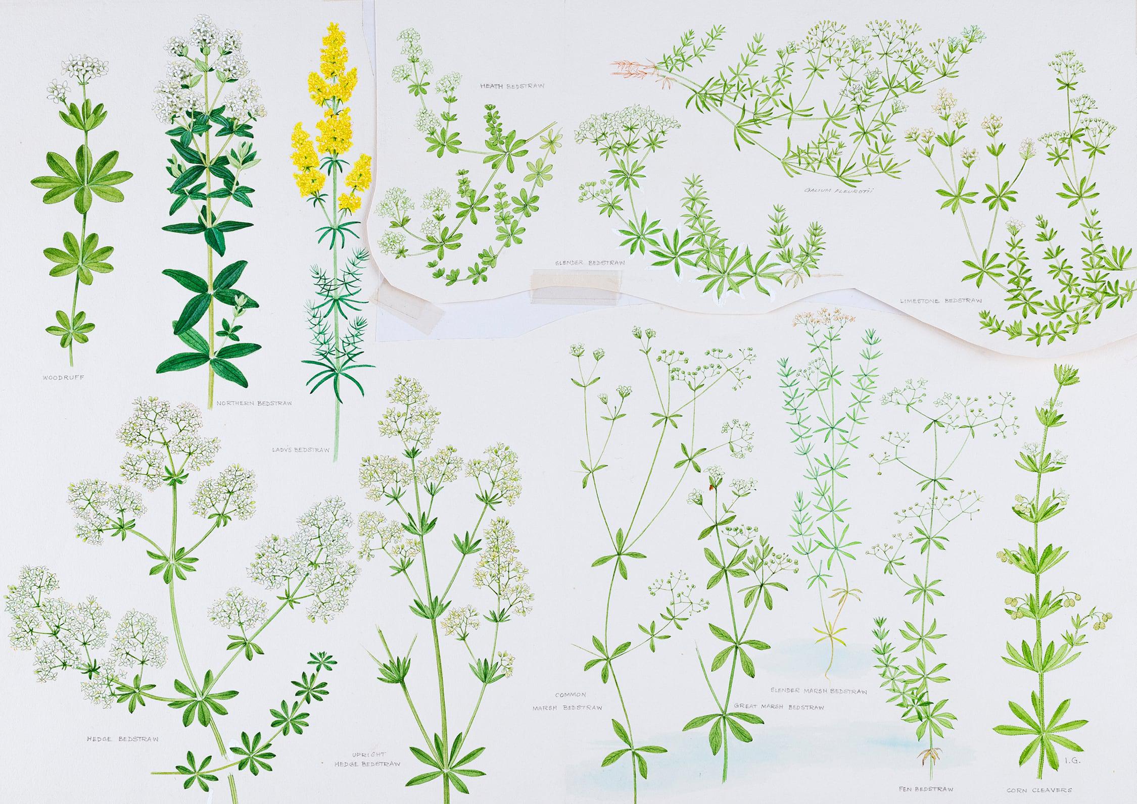 Garrard, Ian (1927 – 1985) – Rubiaceae. | ABBOTT and HOLDER