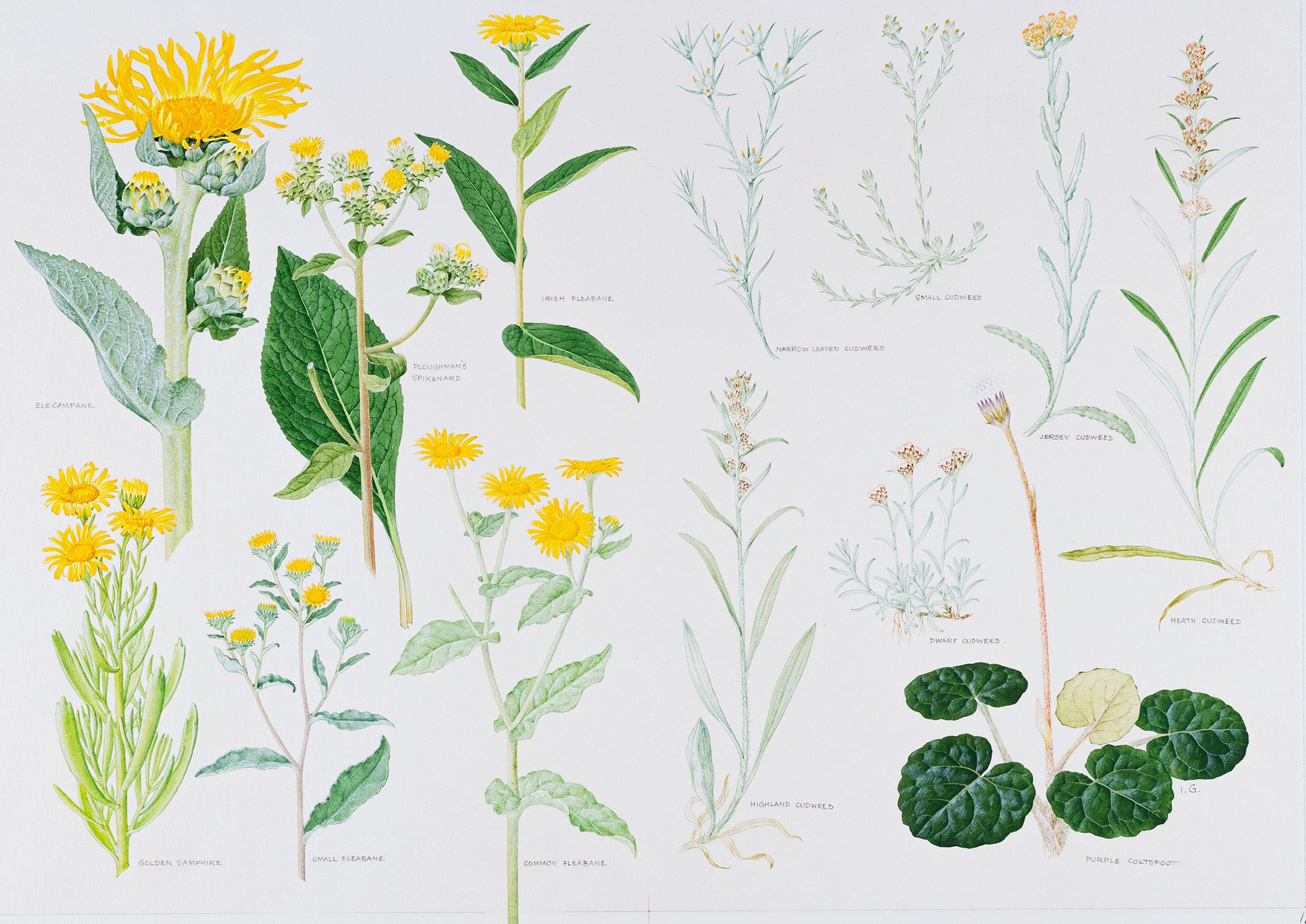 Garrard, Ian (1927 – 1985) – Compositae. | ABBOTT and HOLDER