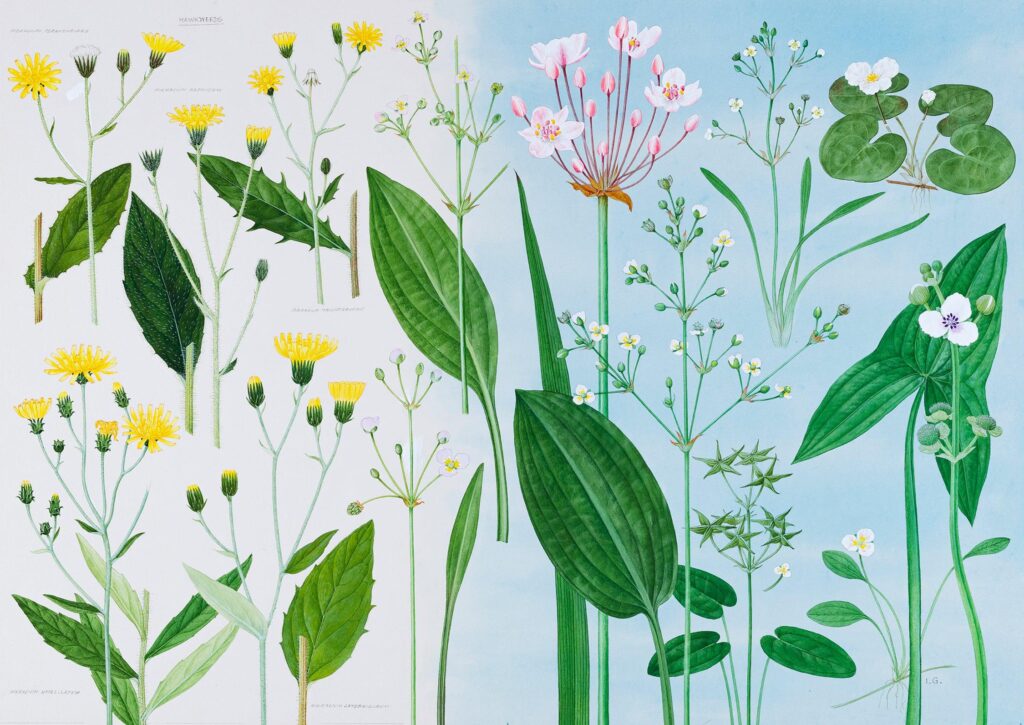 Garrard, Ian (1927 – 1985) – Composithe / Alicamataceae / Butomaceae ...