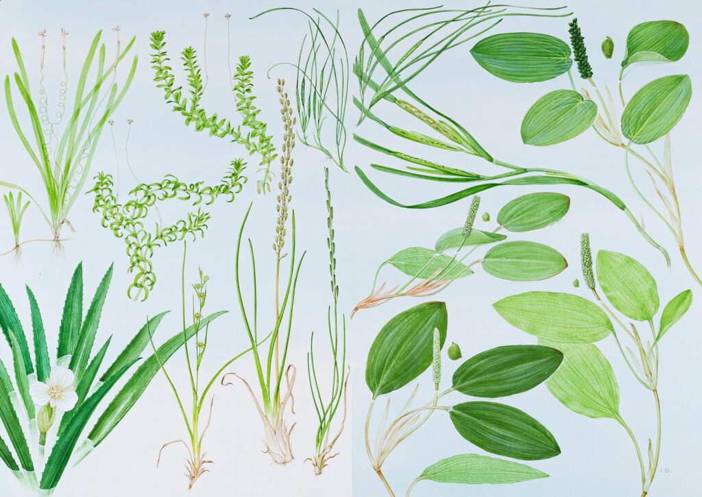Garrard, Ian (1927 – 1985) – Hydrocharitaceae. | ABBOTT and HOLDER