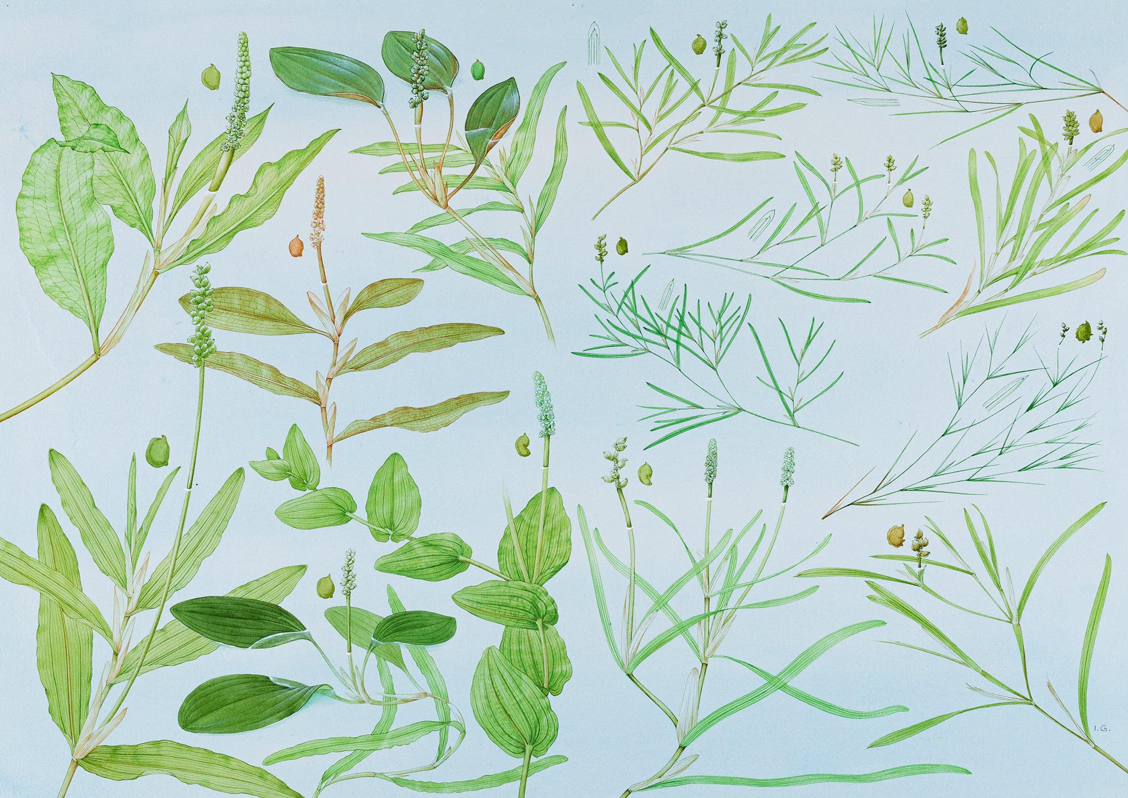 Garrard, Ian (1927 – 1985) – Potamogetonaceae. | ABBOTT and HOLDER