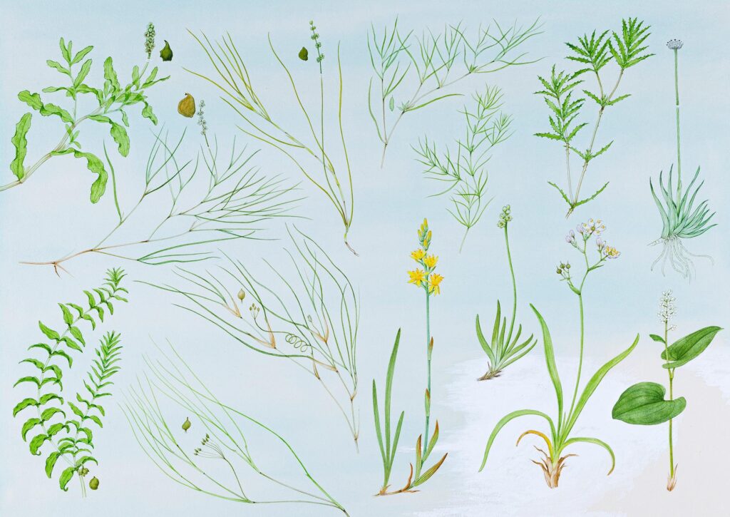 Garrard, Ian (1927 – 1985) – Potamogetonaceae. | ABBOTT and HOLDER