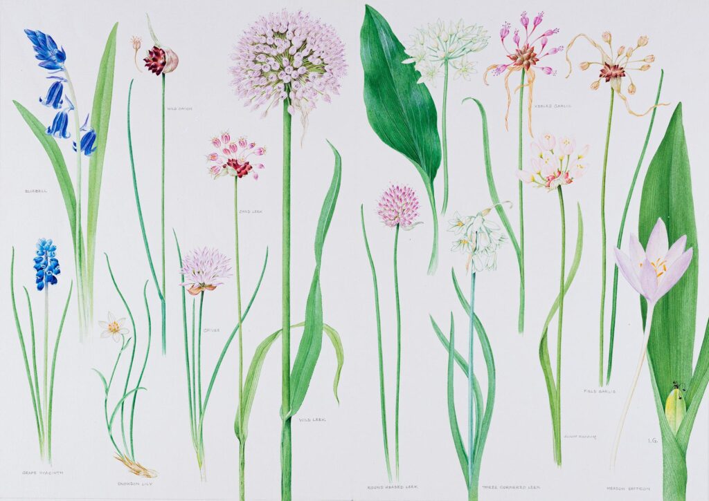 Garrard, Ian (1927 – 1985) – Liliaceae. | ABBOTT and HOLDER