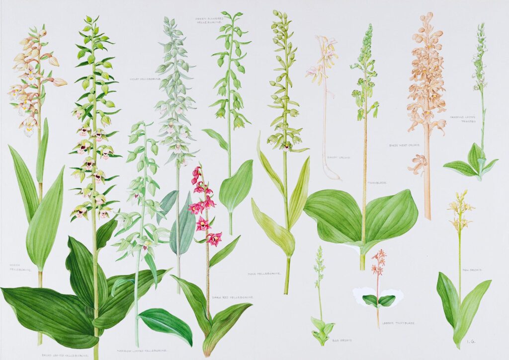 Garrard, Ian (1927 – 1985) – Orchidaceae. | ABBOTT and HOLDER