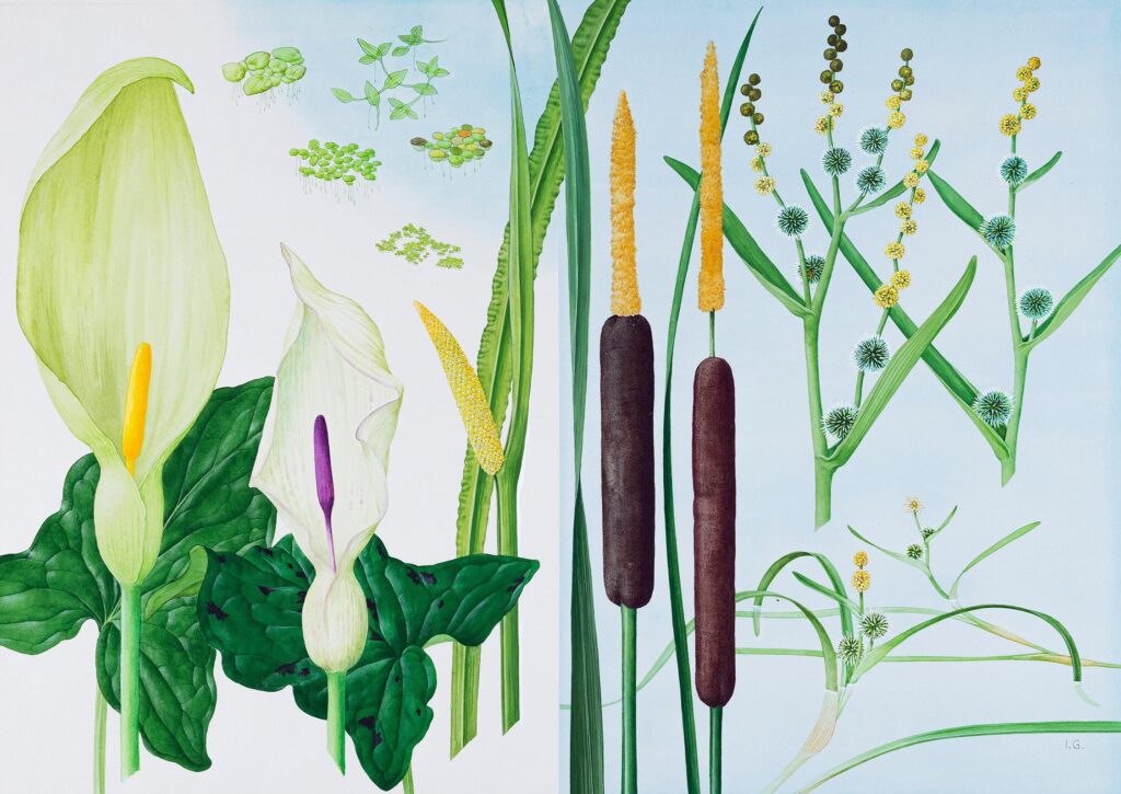 Garrard, Ian (1927 – 1985) – Araceae / Leminaceae / Sparganiaceae ...