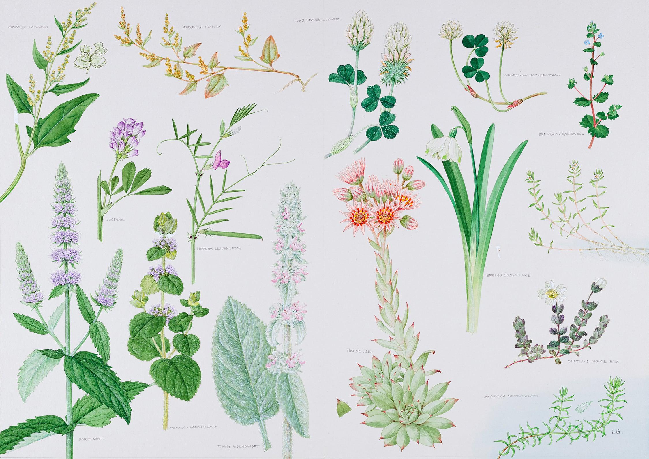 Garrard, Ian (1927 – 1985) – Mentha Longifolia / Stachys Germanica ...