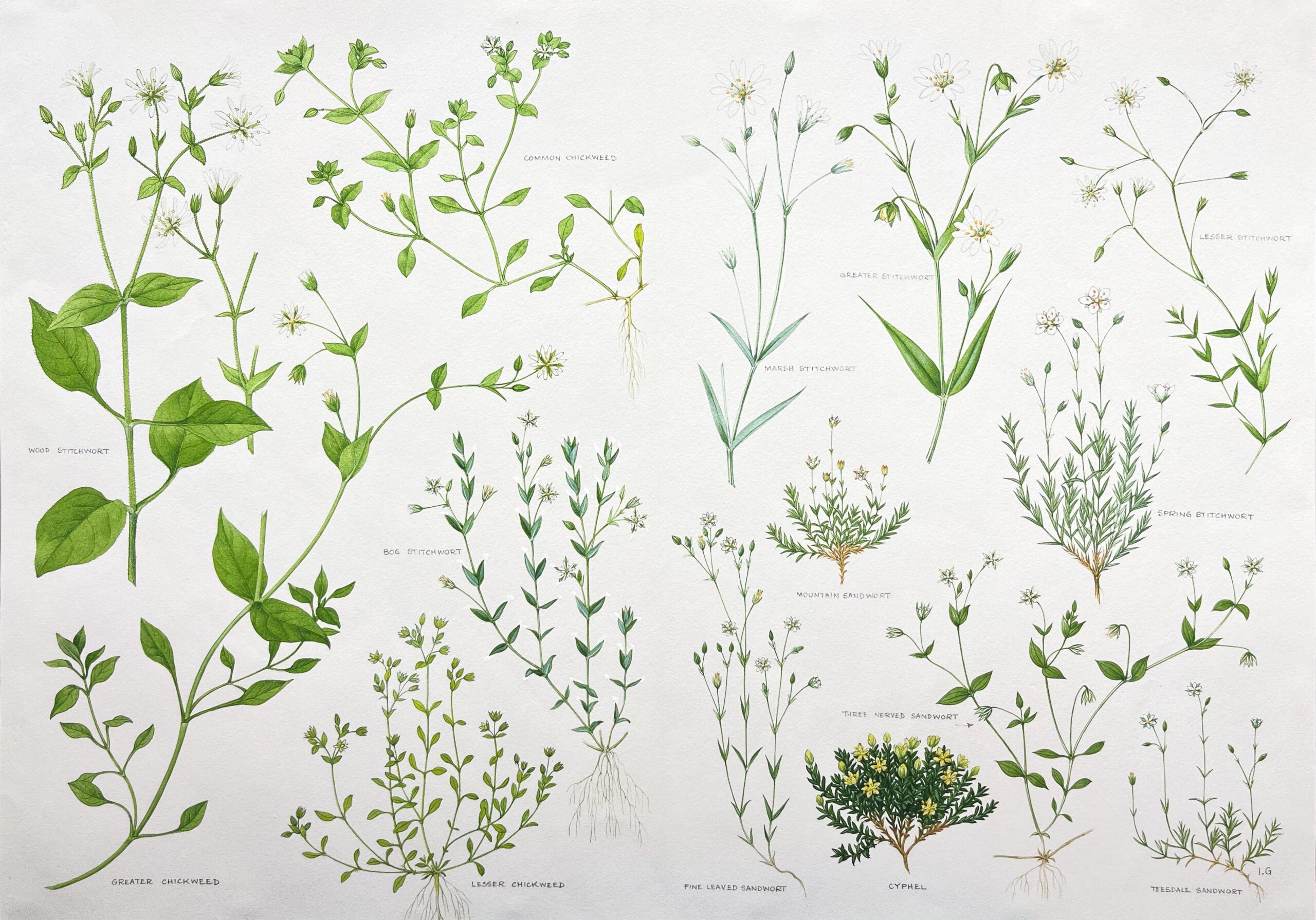 Garrard, Ian (1927 – 1985) – Caryophyllaceae. | ABBOTT and HOLDER