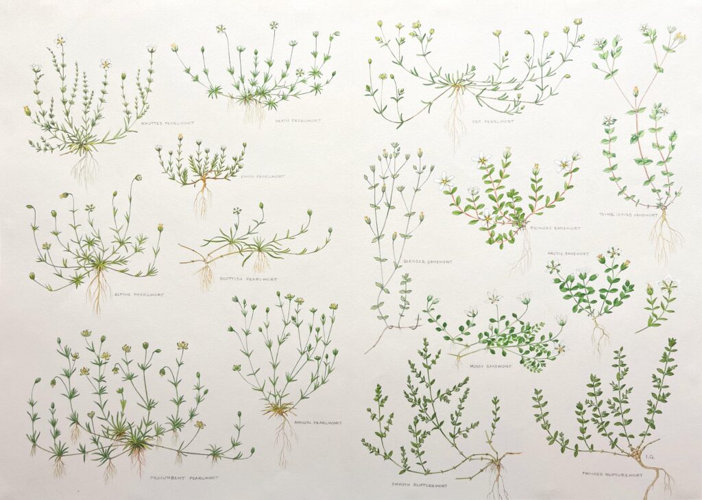Garrard, Ian (1927 – 1985) – Caryophyllaceae. | ABBOTT and HOLDER