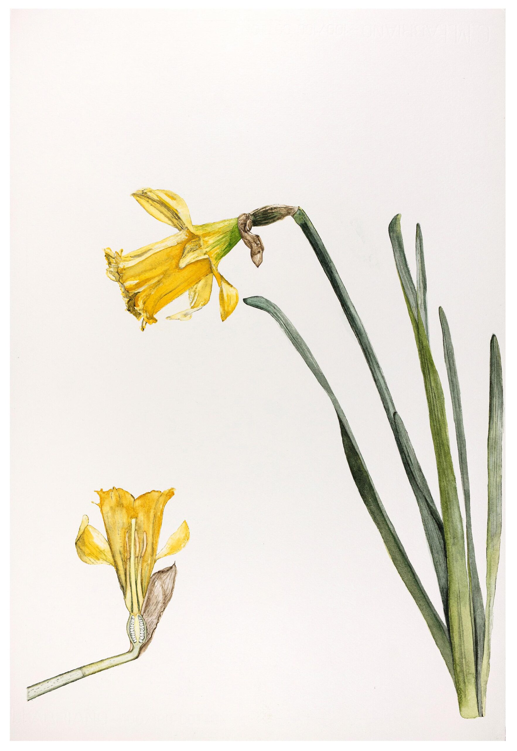 Stone (Contemporary), Dylan Jonas – Daffodils. | ABBOTT and HOLDER