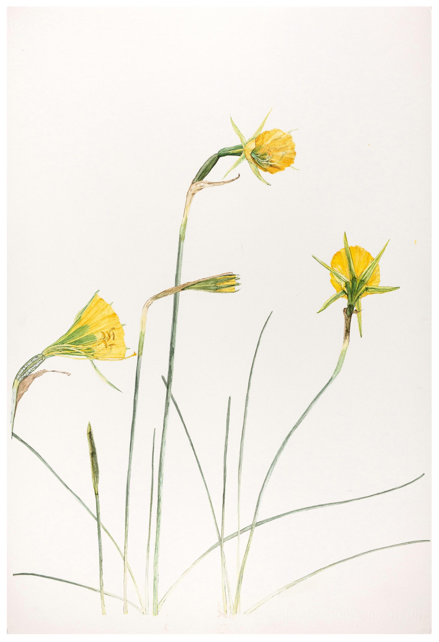 Stone (Contemporary), Dylan Jonas – Daffodils. | ABBOTT and HOLDER