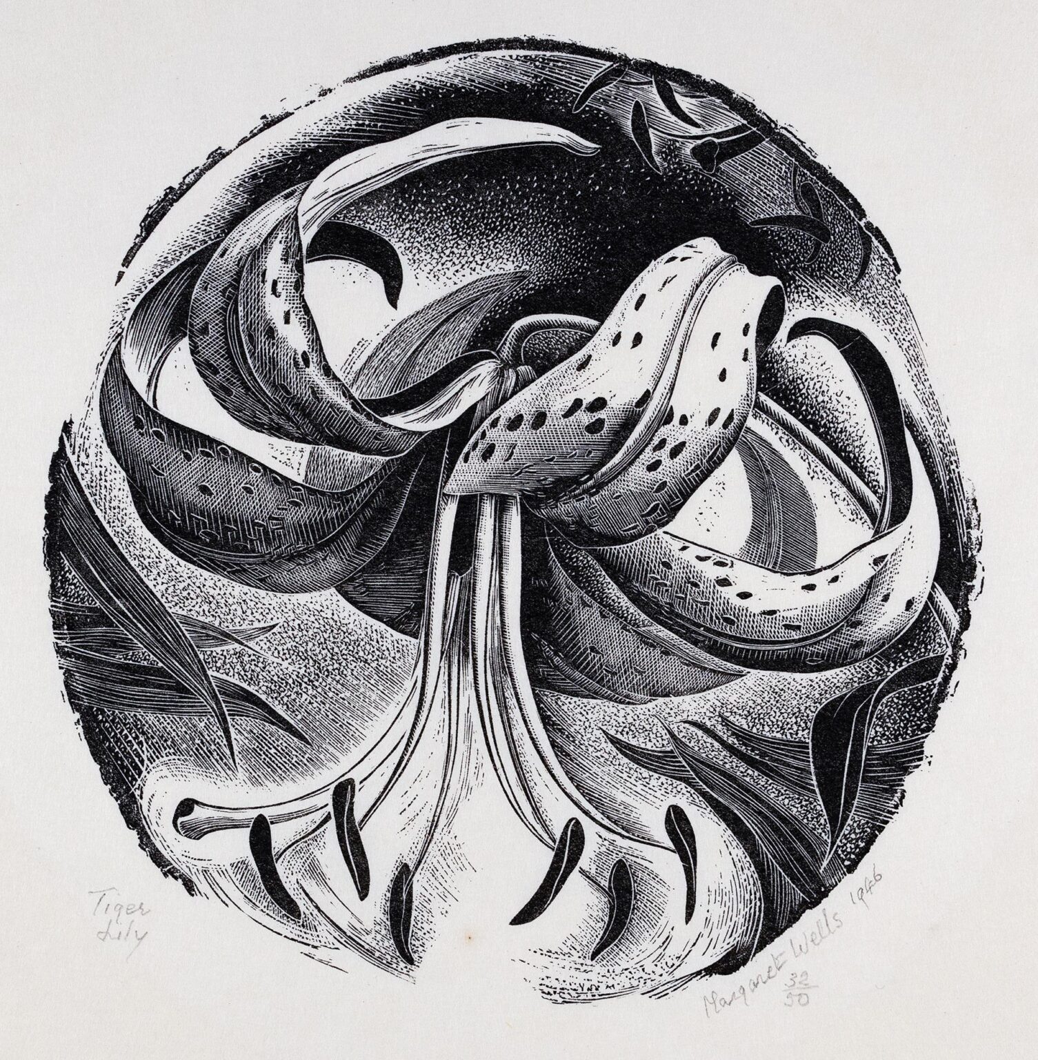 Bruce Wells, Margaret (1908 – 1998) – ‘Tiger Lily’. | ABBOTT and HOLDER