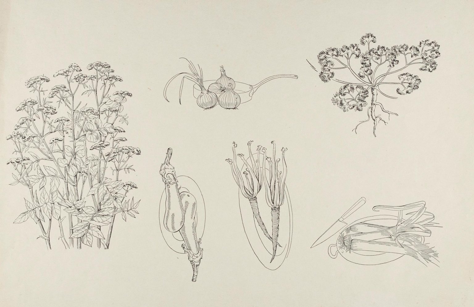 Kapp, Helen (1901 – 1978) – Ingredients. | ABBOTT and HOLDER
